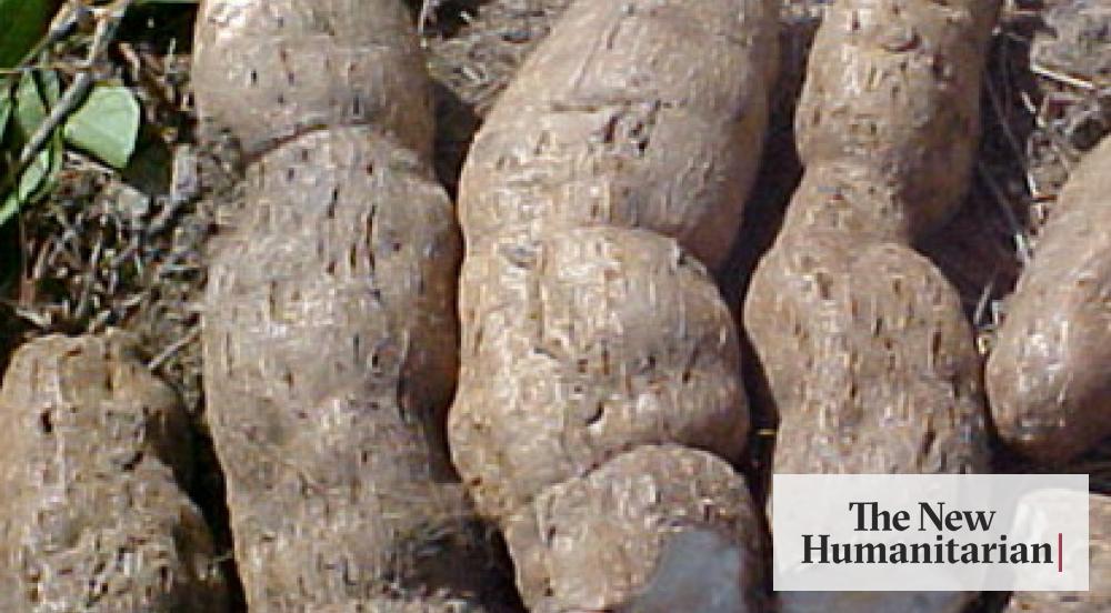 The New Humanitarian | Cassava comes in from the cold The New Humanitarian | Cassava comes in from the cold