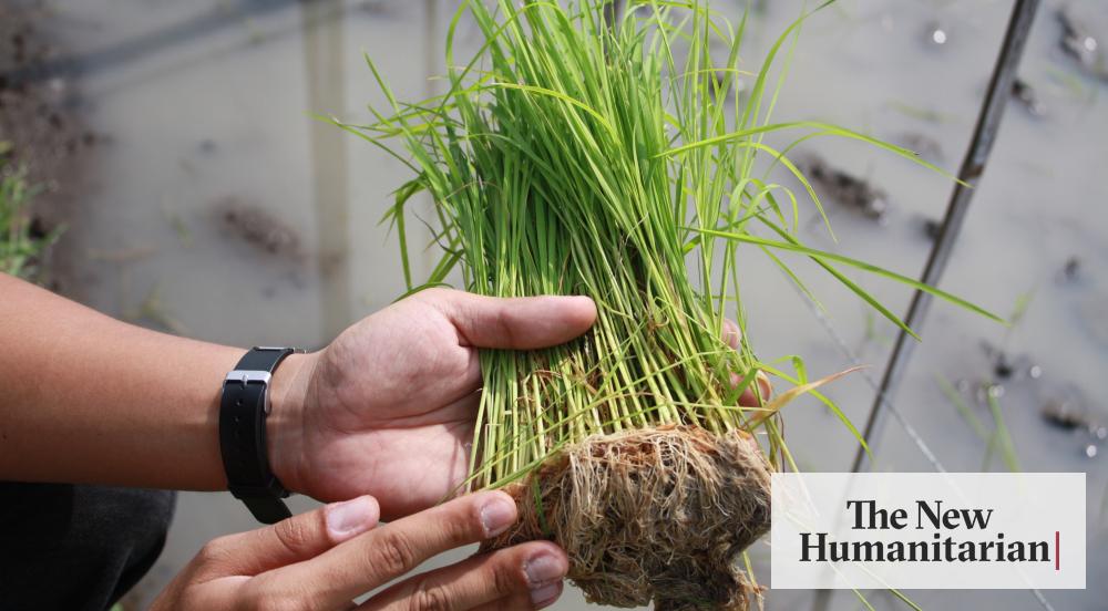 Key facts about rice