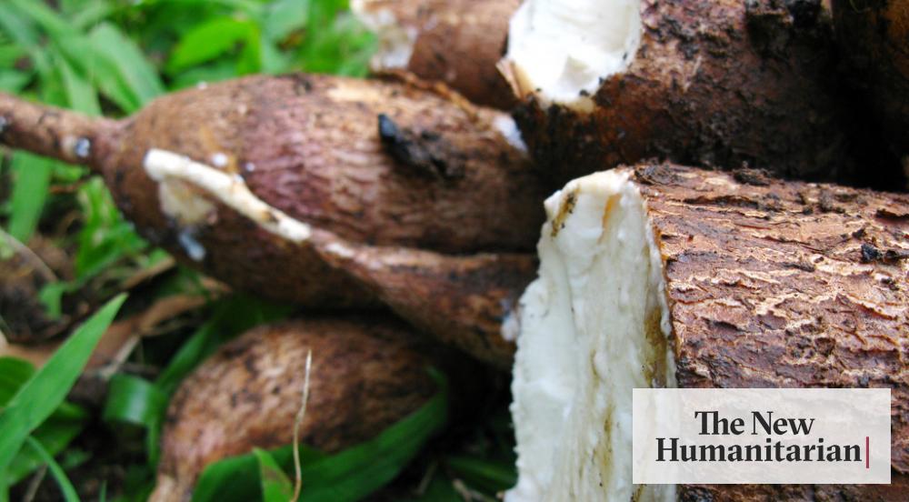 Cassava key to food security, say scientists