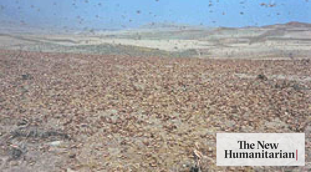 Famine warning as locusts invade the capital