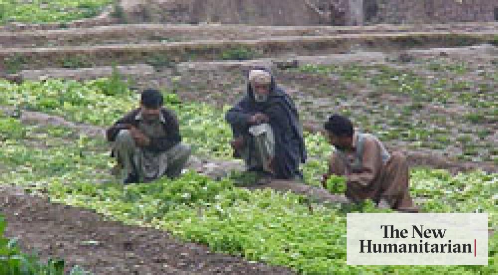 Arid farming initiative launched in Balochistan