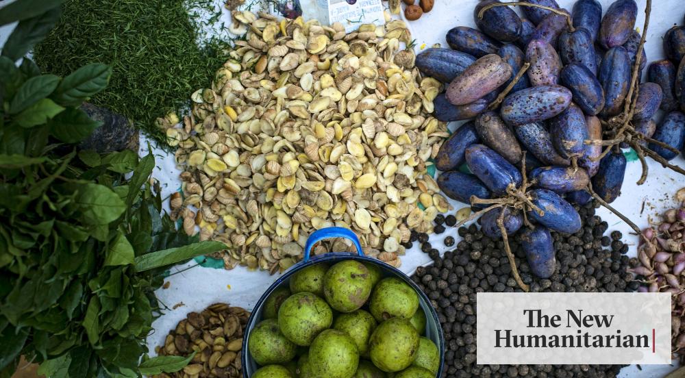 Boko Haram is losing, but so is food production