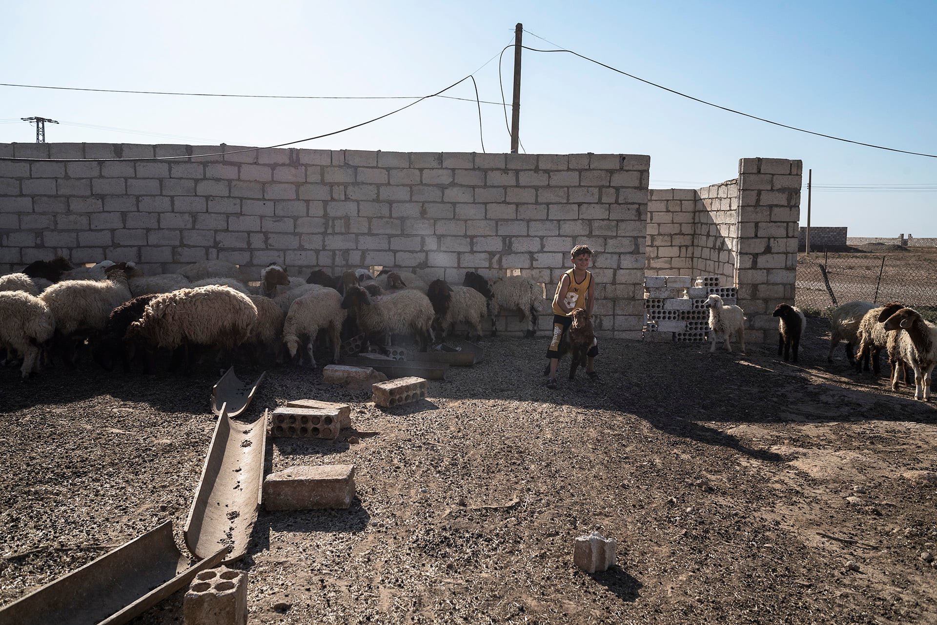 syria-water-shortage-sheep.jpg | The New Humanitarian